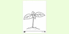FREE! - Ivy Plant Colouring | Colouring Sheets - Twinkl