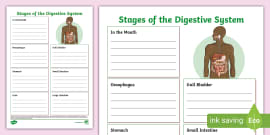 Digestive System Flowchart Display Poster and Activity Pack