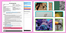 Animal Camouflage Display Photos - Year 1 Science