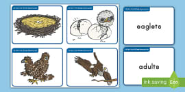 Life Cycle of a Bald Eagle PowerPoint (teacher made)