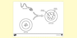 FREE! - Elbow Labelled Colouring Sheet | Colouring Sheets