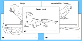 NZ Native Bird Outline Colouring Pages Pack (teacher made)