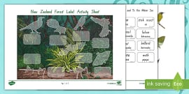 New Zealand Native Birds Display Photos (teacher made)