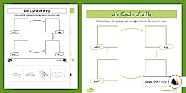 The Life Cycle of a Fly Worksheet - Twinkl - KS1 - Twinkl