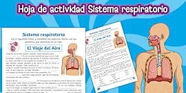 Actividades del sistema respiratorio para imprimir | Twinkl