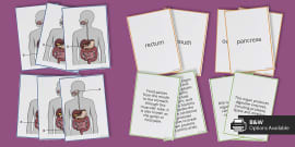 The Digestive System Word Mat (Teacher-Made)