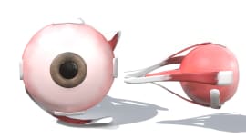 Human Eyeball Cutout Augmented Reality (AR) Quick Look Model Educational