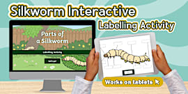 Parts of a Silkworm Labelling Worksheet