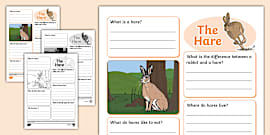 Fox Fact File Template,foxes (teacher made) - Twinkl