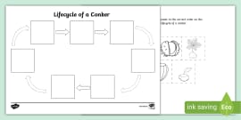 Conker Husks Colouring Sheet (teacher made) - Twinkl