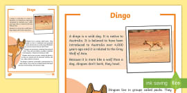 Parts of a Dingo Worksheet / Worksheets