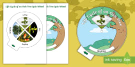 Bee Life Cycle Visual Aid | Spin Wheel | Twinkl Biology