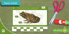 Split Pin Frog Activity (teacher made) - Twinkl