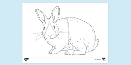 Bunny Rabbit Outline Colouring Pages (teacher made)