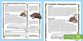 All About The Woolly Mammoth Fact File - Great Canadian Animals