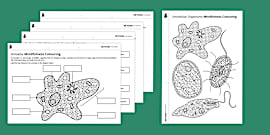 Unicellular Organisms Cut and Stick (teacher made) - Twinkl