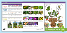 Cartes de vocabulaire : Les plantes Cartes de vocabulaire