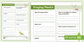 Praying Mantis Fact File (teacher made) - Twinkl