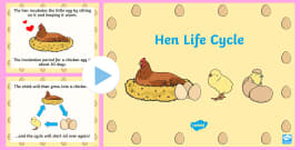 Mammal Life Cycle Display Poster