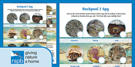 Rock Pool Word Map (teacher made) - Twinkl