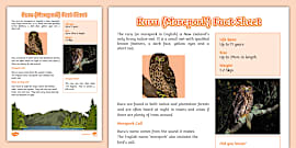 Kiwi Facts for Kids - Years 5-6 (teacher made) - Twinkl