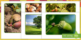 Conkers Life Cycle Display Photos, (teacher made) - Twinkl