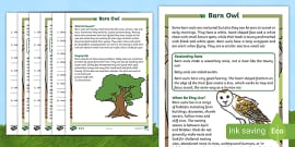 Bat Information for Children | Reading Comprehension Pack