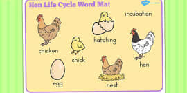 Lion Life Cycle Poster | Cub to Adult Cycle | Twinkl