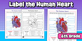 Parts of the Heart Worksheet | Science | Beyond Secondary