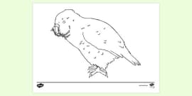 FREE! - Eye Patch Colouring Sheet | Colouring Sheets