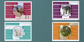 Physiological Adaptations Poster - Primary Resources