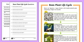 Life cycle of a Plant Powerpoint - (teacher made)