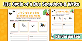 Kindergarten How Bees Make Honey Sequencing Worksheet