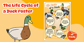 Life Cycle of a Bilby Display Posters