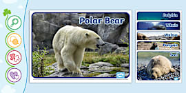 Polar Bear and Arctic Animals Role-Play Cut-Outs - Twinkl