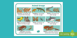Sorting Animals into Sets Worksheet (teacher made)