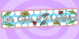FREE! - Apple Tree Life Cycle Display Banner (teacher made)