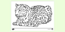 Leopard Spots Counting and Colouring Sheet (teacher made)