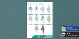 Human Reproduction Display Posters (teacher made) - Twinkl