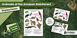 Animals of the Amazon Rainforest Display Posters | Twinkl