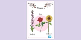 FREE! - Printable Flower Poster | Primary Resources - Twinkl