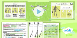 KS2 Science | Muscles Lesson Pack | Resources | Twinkl