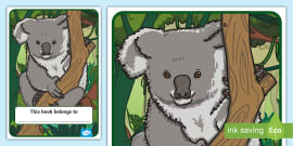 Why are Koalas Endangered? | Koala Info & Resources for Kids