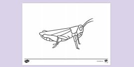 What is a Grasshopper? - Answered - Twinkl Teaching Wiki