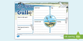 Life Cycle of a Duck Fact File Template (teacher made)