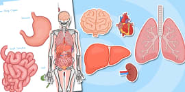 My Body KS1 Lesson Plan Ideas - lesson plan, ks1, my body, ideas