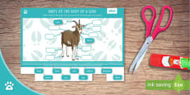 Goat Habitat - Goat Fact Sheet - Pet Goat - Twinkl Pets