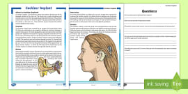 Ear Diagram and Labeling Worksheet / Worksheet - Twinkl