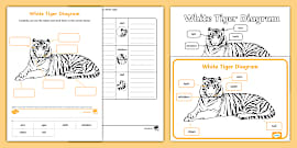 Tiger Diagram Pack (professor feito) - Twinkl