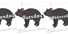 Tasmanian Devil Characteristics, Habitat, Diet - Twinkl